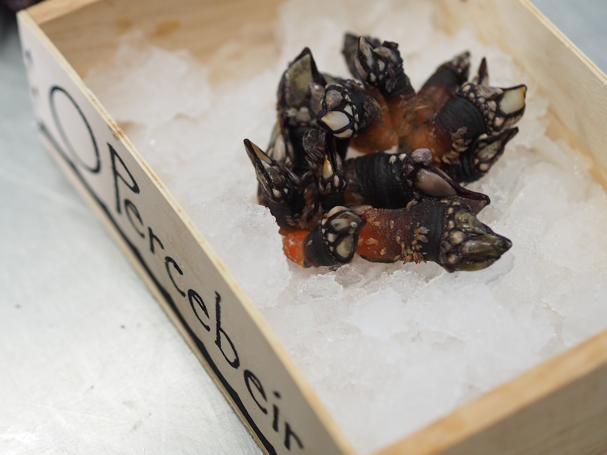 Los percebes, los reyes del marisco gallego - Bodegas Marqués de Vizhoja